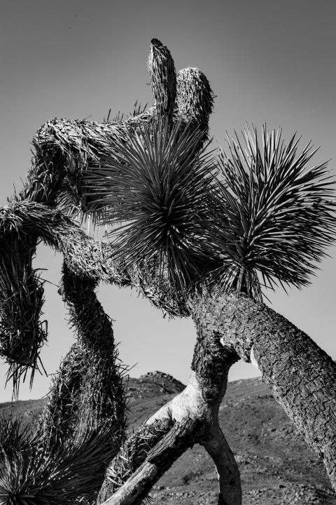 Dance of the Joshua Tree | Shutterbug